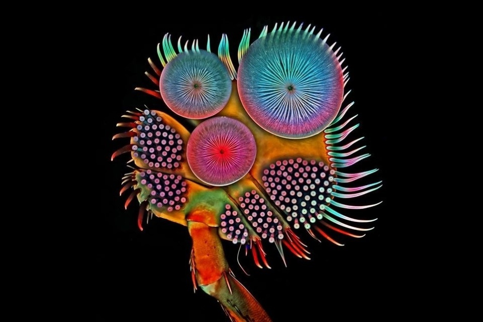 Concurso escolhe as melhores fotos do mundo microscópico - Notícias - BOL