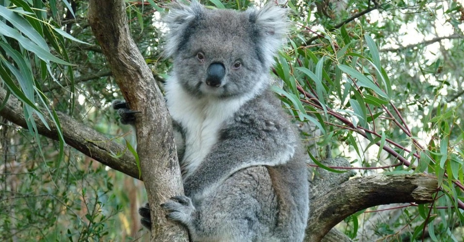 17 fatos sobre coalas para dar um toque de fofura ao seu final de ...