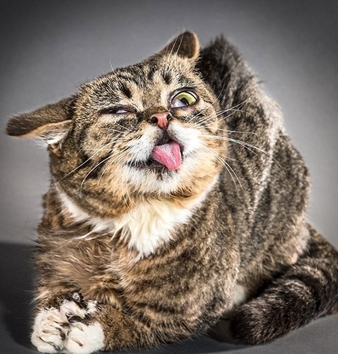Fotos: Shake Cats: projeto mostra gatos 'sacudindo' em imagens ...