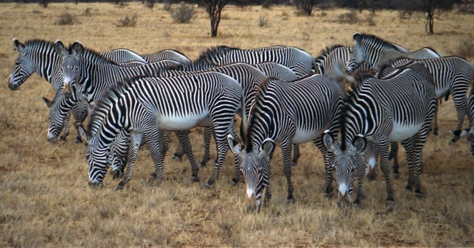 Esta era pra ser uma lista com 19 cavalos, mas deu zebra - Listas - BOL