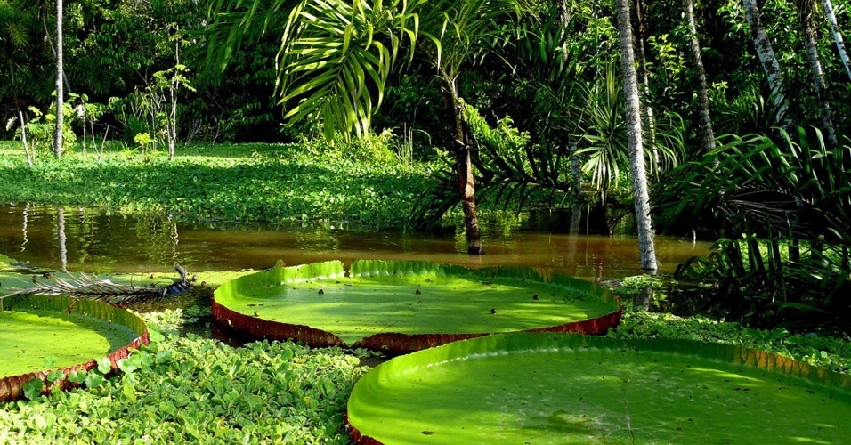 21 fatos sobre a Amazônia, sua floresta e seus rios - BOL Fotos - BOL Fotos