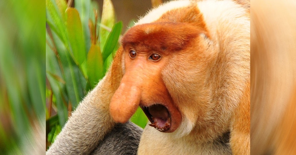 26 animais tão feios que parecem desastres da natureza - BOL Fotos ...