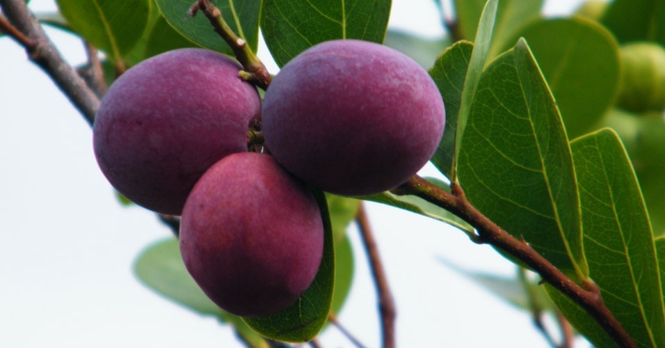 15 frutas que os brasileiros só encontram na Amazônia - Listas - BOL