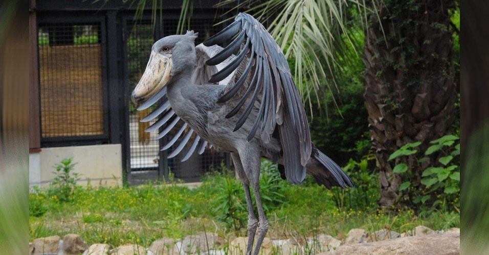 26 animais tão feios que parecem desastres da natureza - Listas - BOL