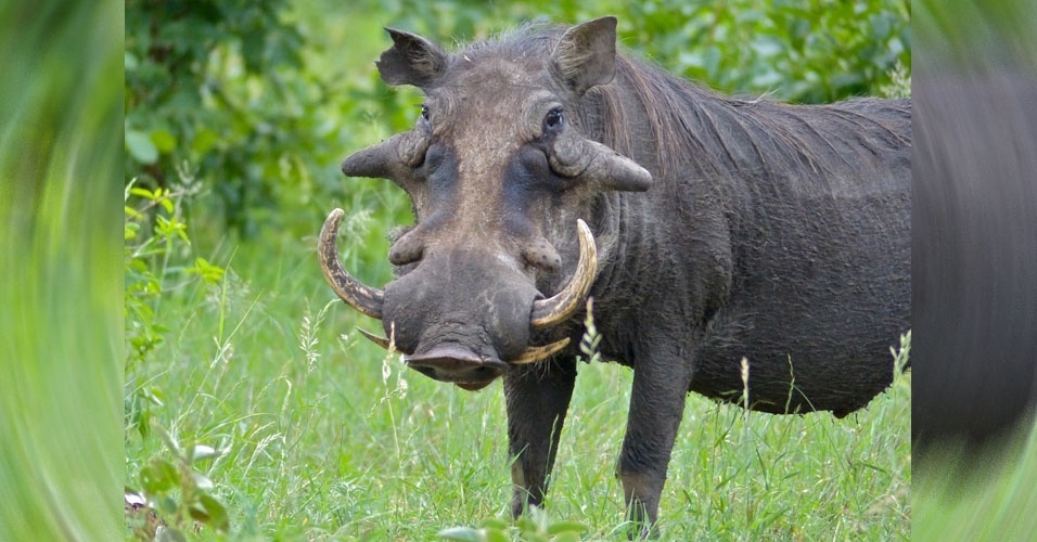 26 animais tão feios que parecem desastres da natureza - Listas - BOL