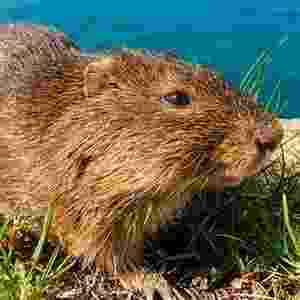 Os 11 mamíferos brasileiros mais ameaçados de extinção - Listas - BOL