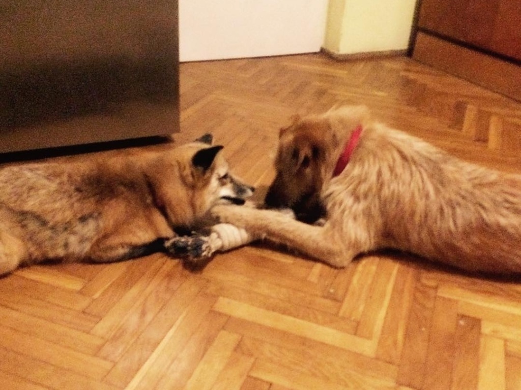 Raposa Jay e cão Saimon são melhores amigos - Notícias - BOL