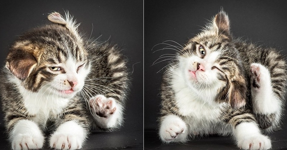 Shake Cats: projeto mostra gatos 'sacudindo' em imagens incríveis ...