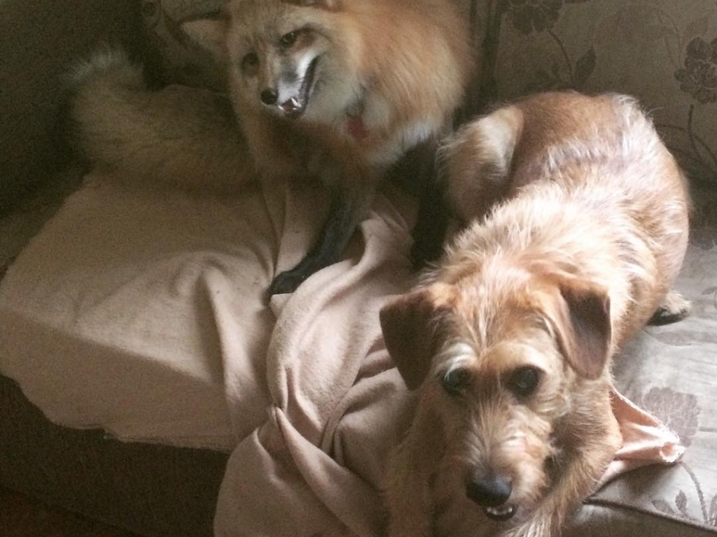 Raposa Jay e cão Saimon são melhores amigos - Notícias - BOL