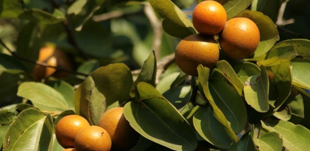 15 dos venenos mais mortais conhecidos - Listas - BOL