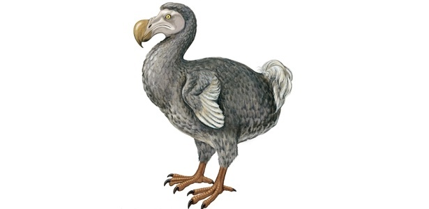 17 fatos que vão fazer você querer ter um dodô como bicho de estimação ...