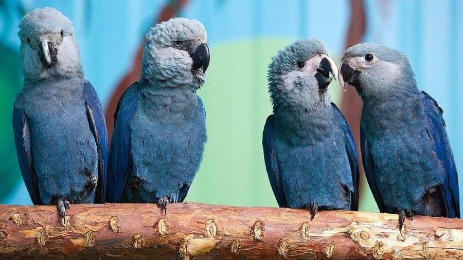 Ararinhas azuis ganham os céus de Curaçá, na Bahia