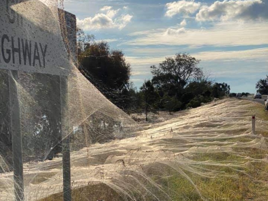 Teias De Aranha Australianas Aranha Teia De Funil Videos: Download