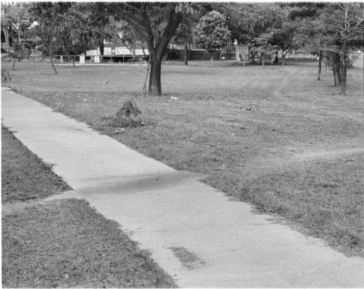 Linhas de desejo: caminhos são criados por pedestres em Brasília