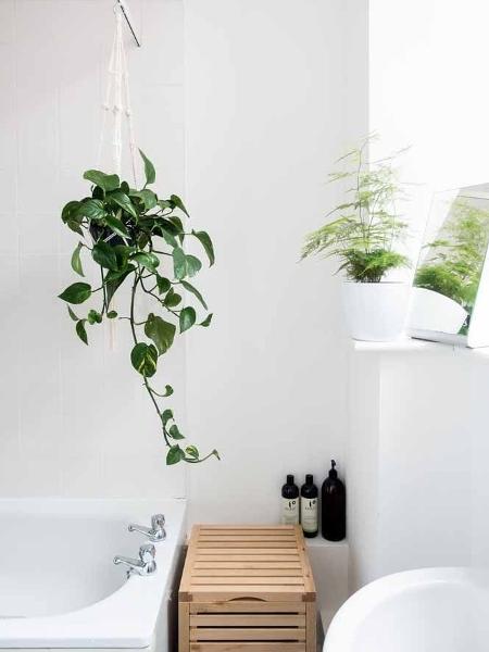 Filodendro: planta é parecida com a jiboia, mas exige cuidados ...