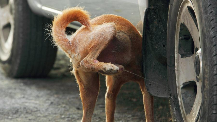 Como xixi de cachorro na roda do carro pode comprometer até os freios ...