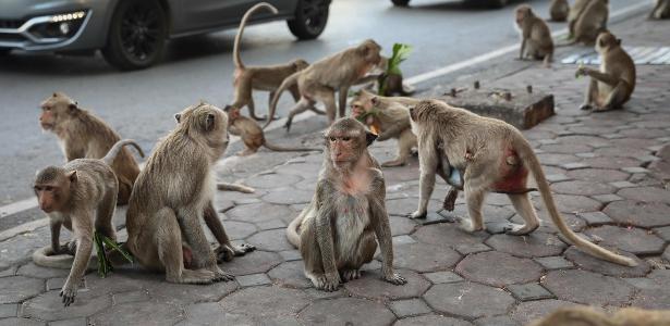 Destinos turísticos tomados por macacos assustam brasileiros na ...