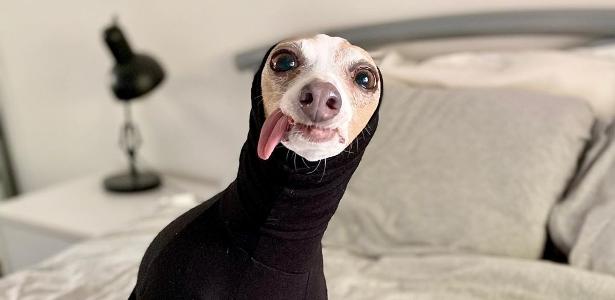 Com a língua para fora, essa cachorra conquistou milhares de fãs - 05 ...