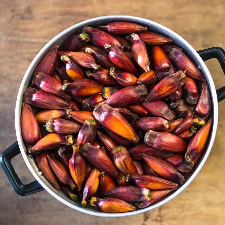 Pinhão: conheça 7 benefícios e como consumir