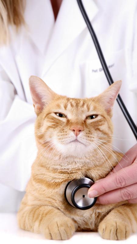 Seu pet já teve um "infarto"? O problema deve ter sido outro - 11/02 ...