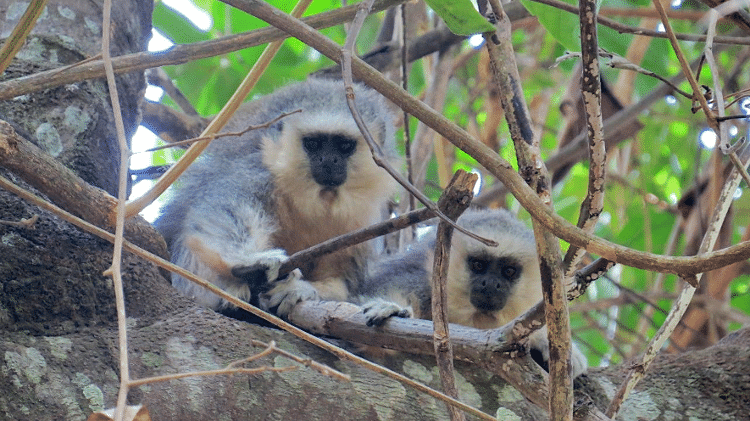 Como turismo pode salvar 50 espécieis de macacos em risco de extinção