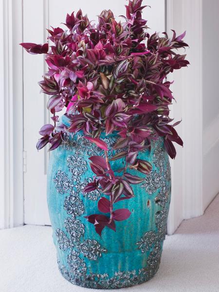 Lambari: como cuidar a planta de folhagem hipnotizante