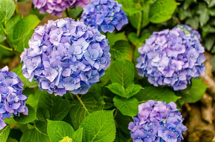 Como cuidar de Hortênsias