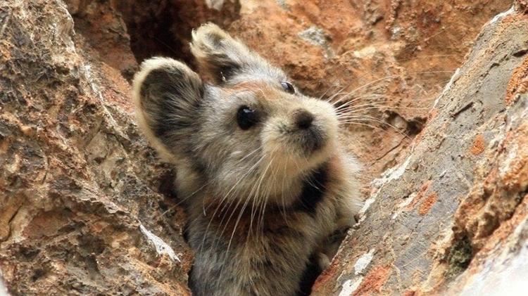 De apenas 20 cm, pika entra para lista de animais ameaçados de extinção ...