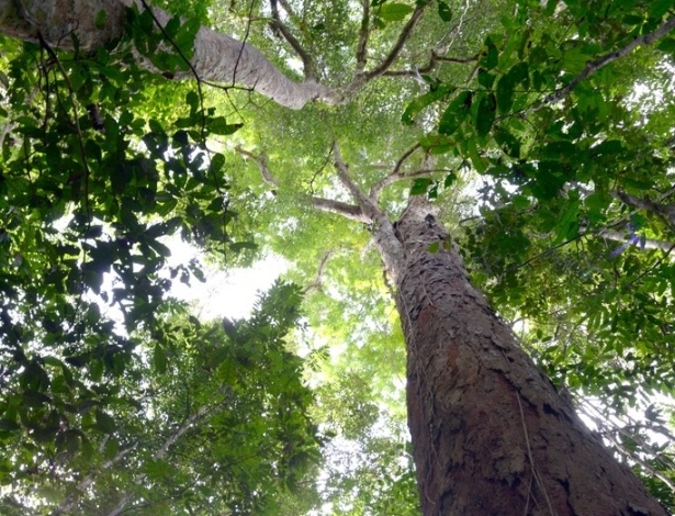 Consumir madeira da Amazônia é um ato de cuidado com a floresta ...