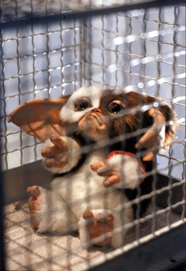 30 anos de "Gremlins": Uma celebração da anarquia e da paixão pelo ...