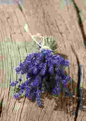 Delicadas e bonitas, lavandas perfumam e enfeitam a casa; saiba ...