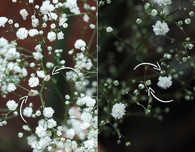 Fotos: Identifique o frescor das flores de corte e tenha arranjos mais ...