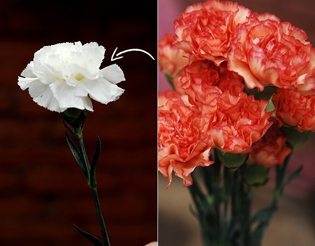 Fotos: Identifique o frescor das flores de corte e tenha arranjos mais ...