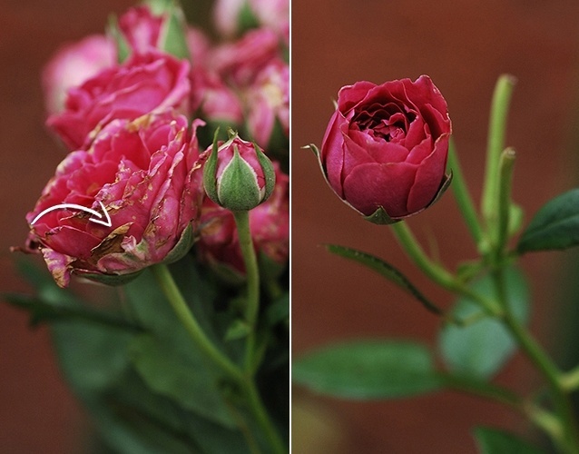 Fotos: Identifique o frescor das flores de corte e tenha arranjos mais ...
