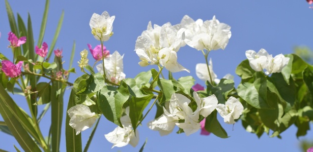 Trepadeiras são vistosas, embelezam e dividem espaços; veja como cultivar