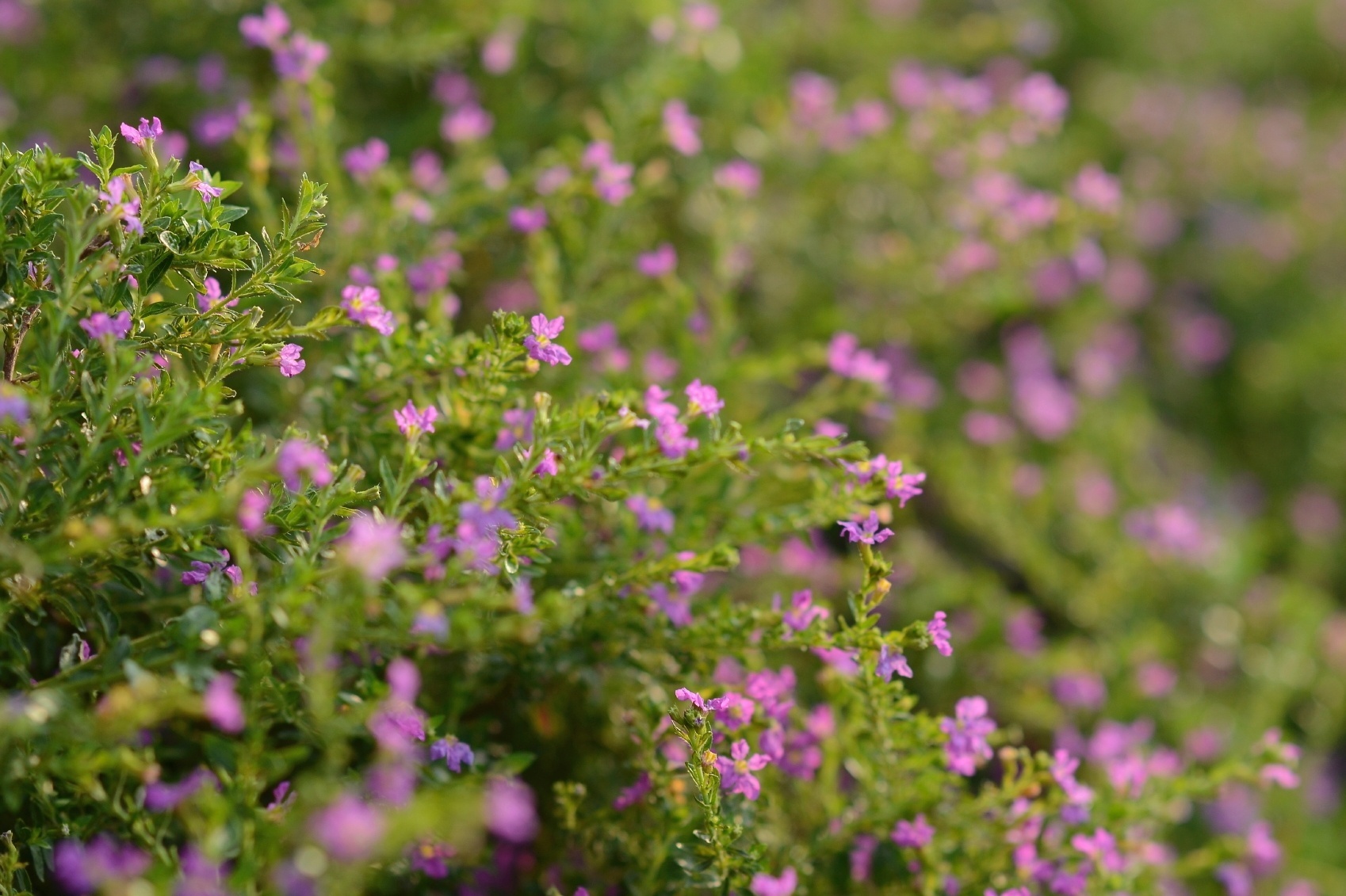 Fotos: Parece "mato", mas dá enfeite: veja plantas bonitas e baratas ...