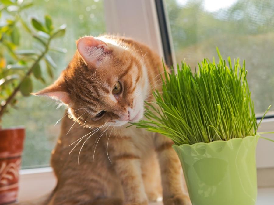 Por que os gatos comem grama? Entenda este comportamento felino