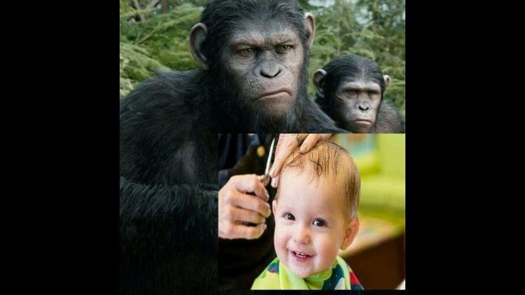 Um macaco cortando o cabelo é o novo sucesso da web - BOL Memes
