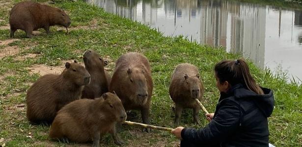 Capivaras enroscadas em lixo de rio são salvas por projeto de SP