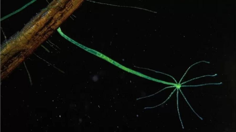 A morte é mesmo inevitável? - 21/08/2022 - UOL VivaBem