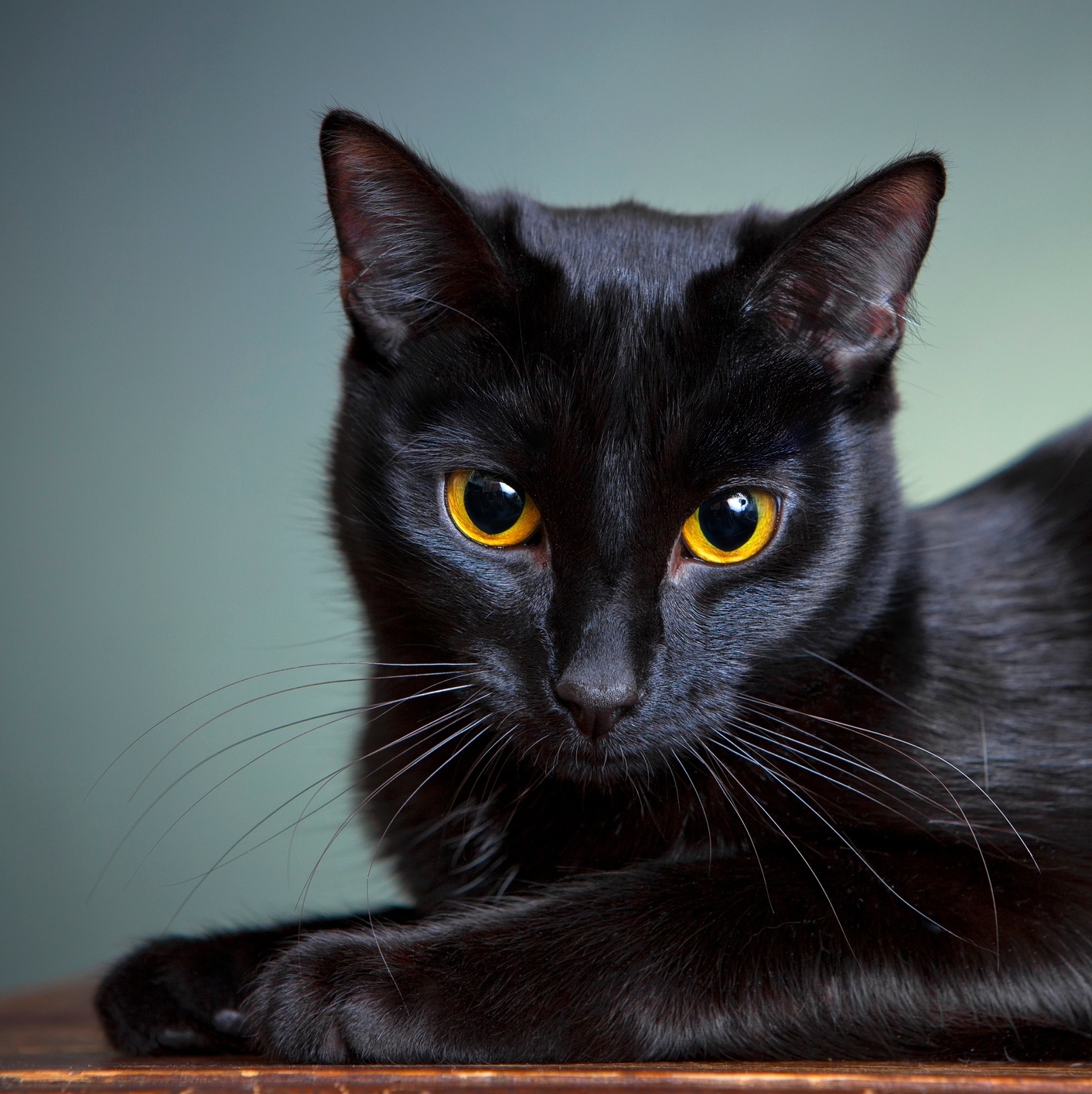 Gato Preto Patriotico Coleçao Moriarty O Patriota Com 19 Volumes