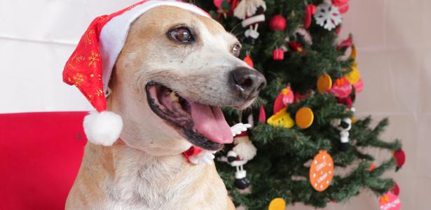 Adote um bom velhinho: cães 'pedem' lar de Natal para o Papai Noel em ...