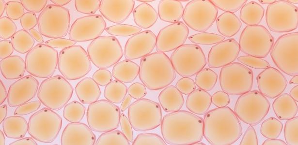 Brasileiro descobre em gordura do corpo caminho para tratar diabetes ...