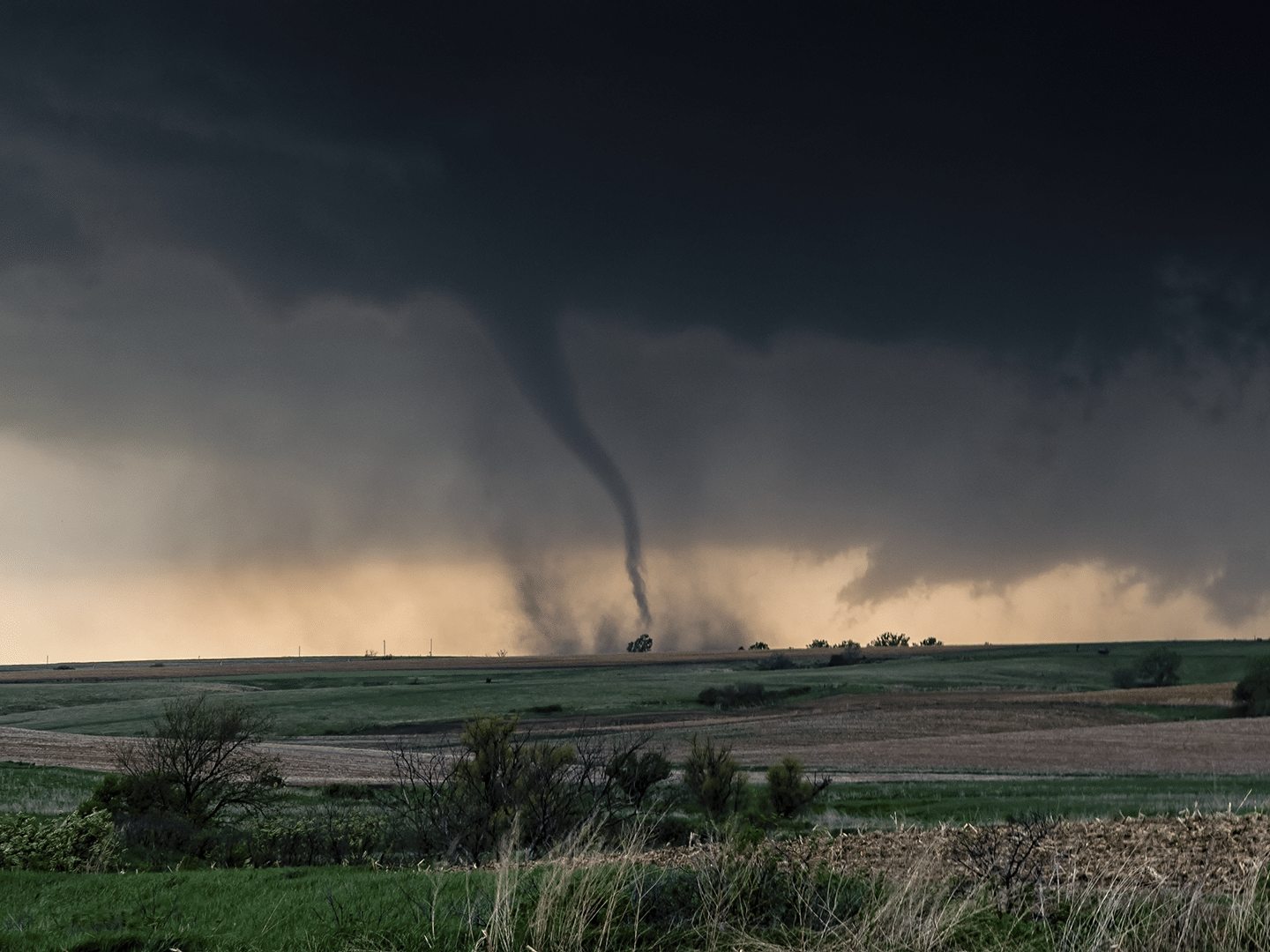 Tornado Taz Preto E Branco