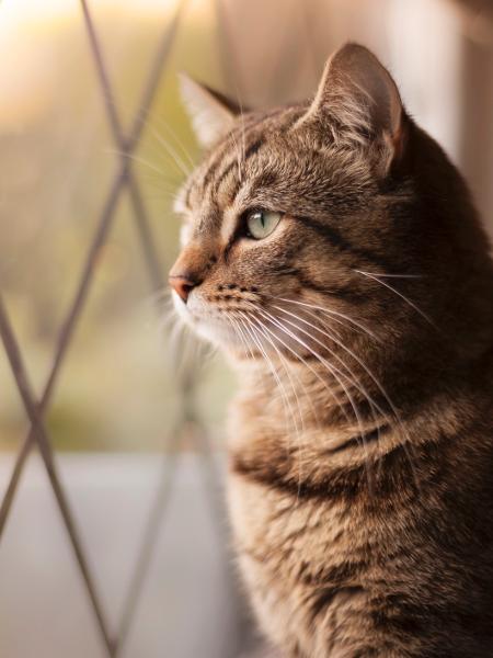 Veja táticas simples para adaptar a casa se você tem cães ou gatos - 31 ...