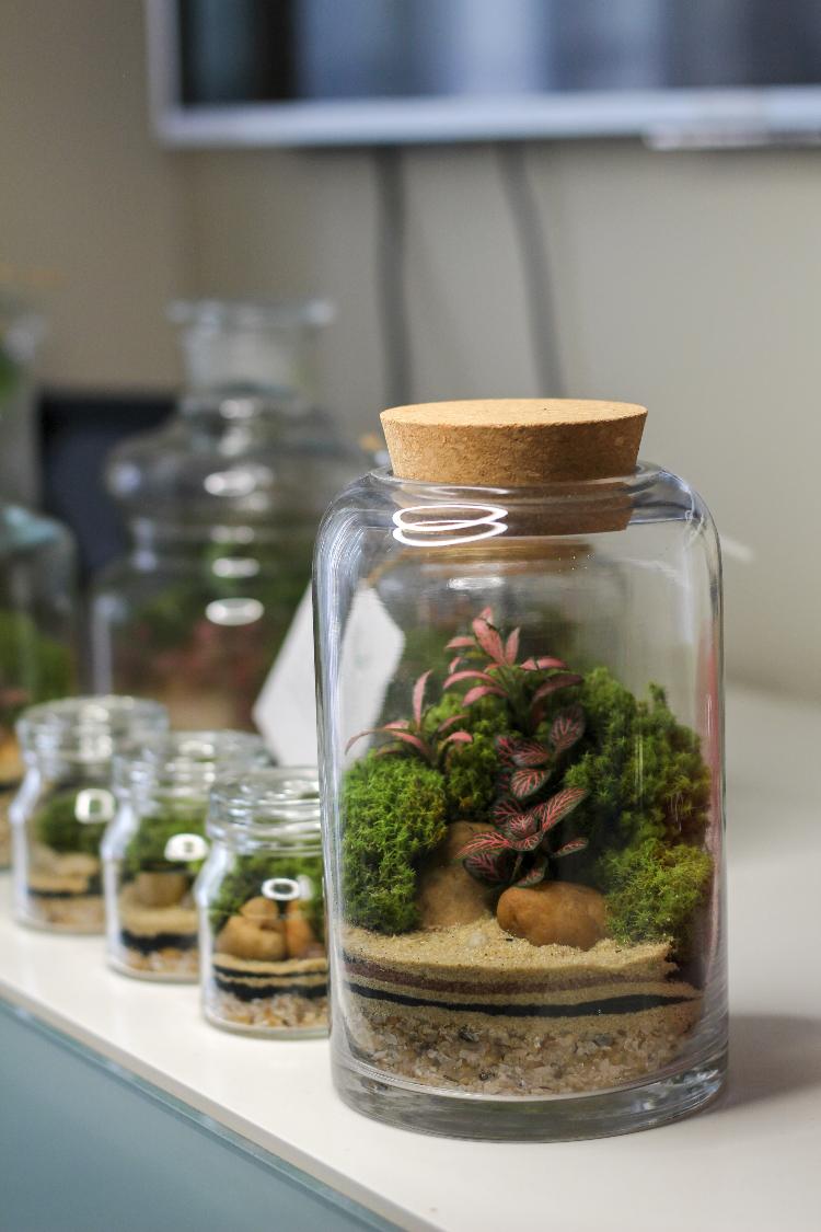 Terrários são ideais para quem quer dar mais vida aos ambientes - 10/07 ...