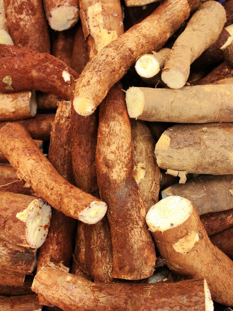 Desinflama e aumenta energia: os benefícios da macaxeira à saúde