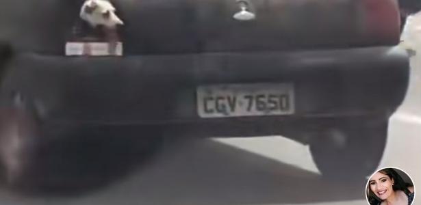 Cachorro Late Coração Cão Usado Como Seta Viraliza Nas Redes