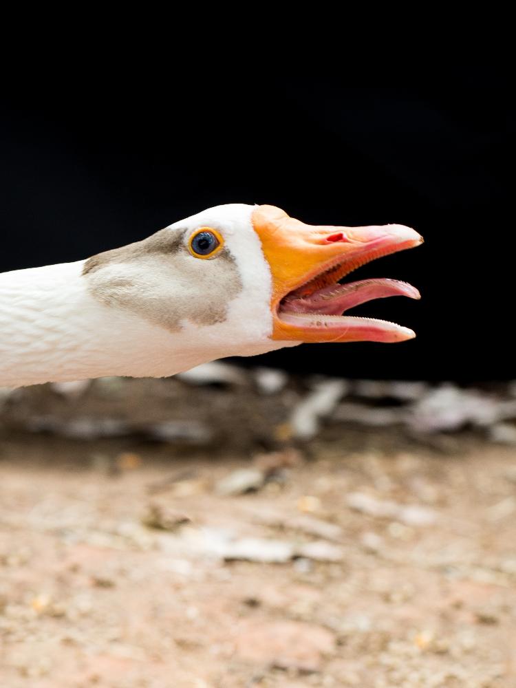 GANSO, ISQUEIRAR, PIPA: o significado das gírias usadas pelo PCC
