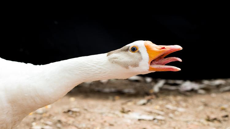 "Untitled Goose Game": Gansos na vida real são trolls como no jogo ...